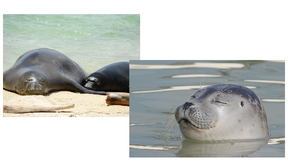 Water Immersion Therapy Dr Mark Abelson History Benefits