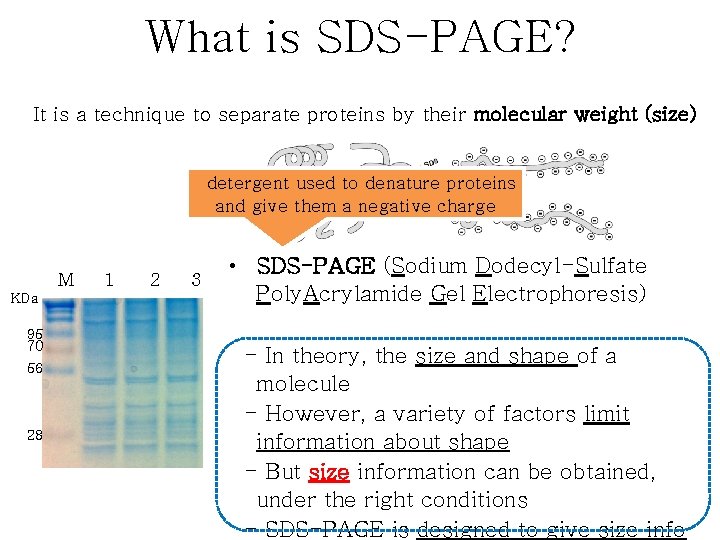 2012 2 11 Chapter 8 SDSPAGE Analysis and