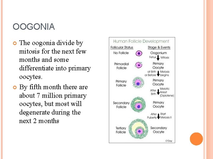 THE FEMALE REPRODUCTIVE SYSTEM Exercise 31 AP 233