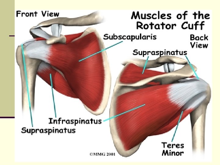 Muscles Origins and Insertions Muscles from pg 44
