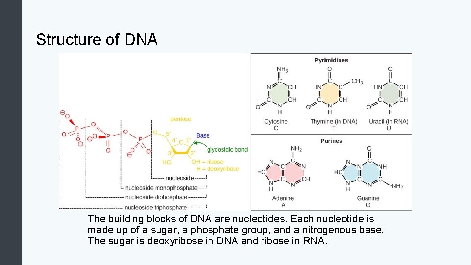 DNA Structure and Replication Biology for Majors Structure