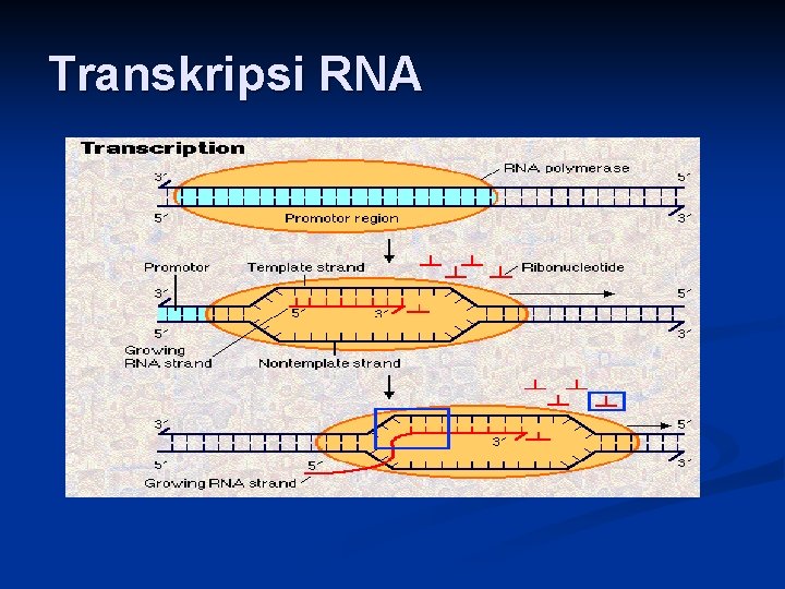 Apa Genetika Genetika Ilmu Keturunan berasal dari kata