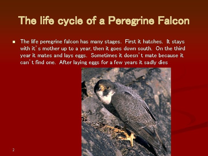 Peregrine Falcon A report by Aurora Waclawski What