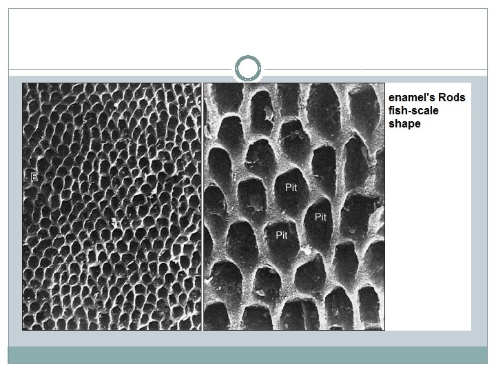 ENAMEL Physical characteristics Enamel forms a protective covering