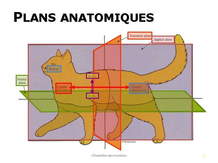 LABORATOIRE 2 DISSECTION DES MUSCLES DU CHATS PLANS