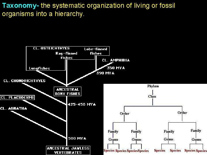 Biodiversity through Earth History The fossil record is
