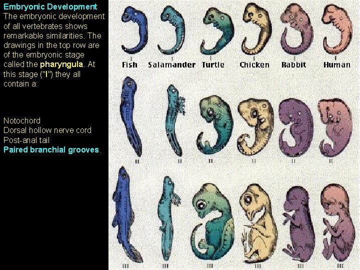 Biodiversity through Earth History The fossil record is