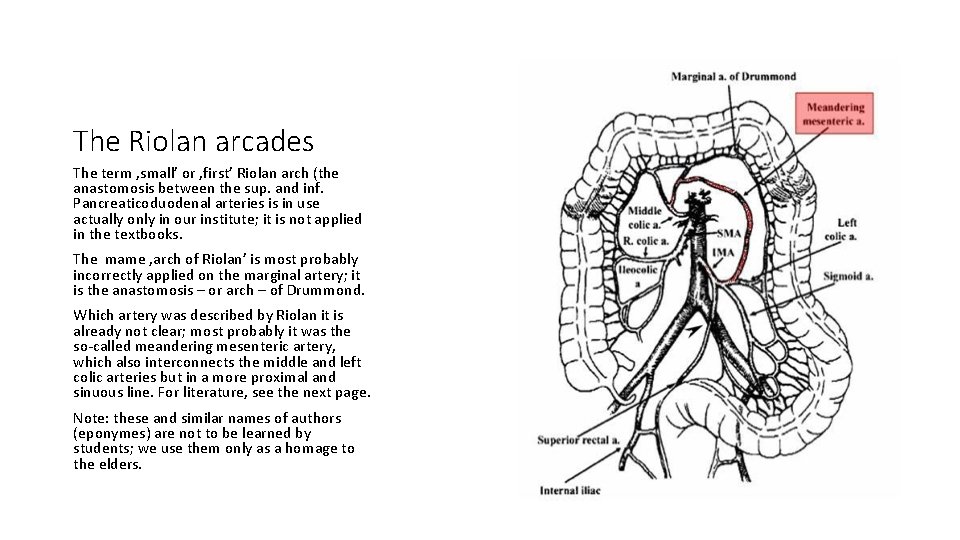Klmn M Morphology and histology of the large
