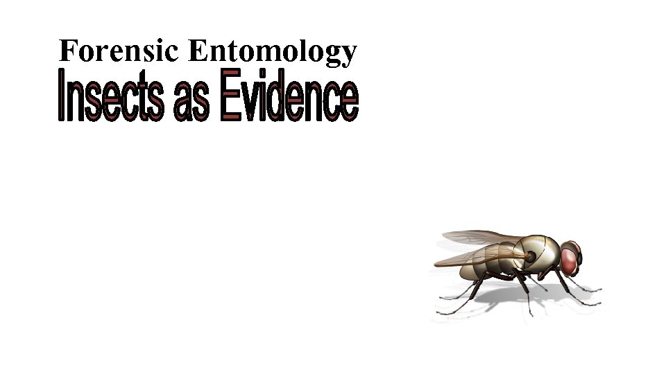 Chapter 12 Human Remains There is a brief