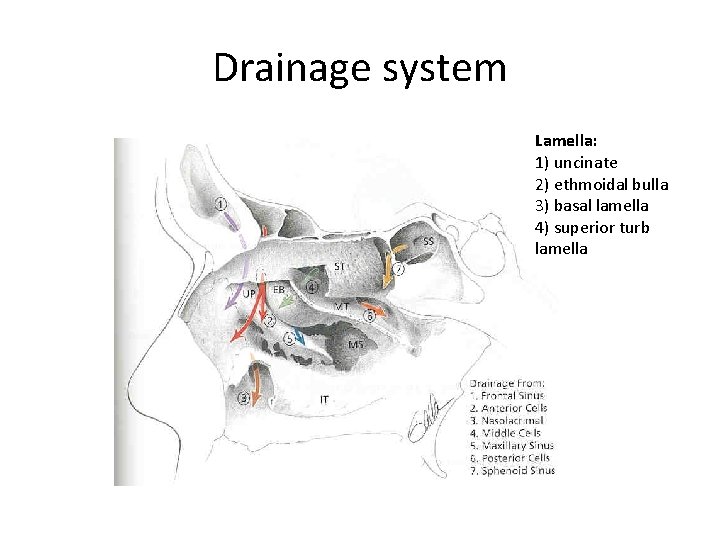 Radiology of Nasal Cavity and Paranasal Sinuses Radiology