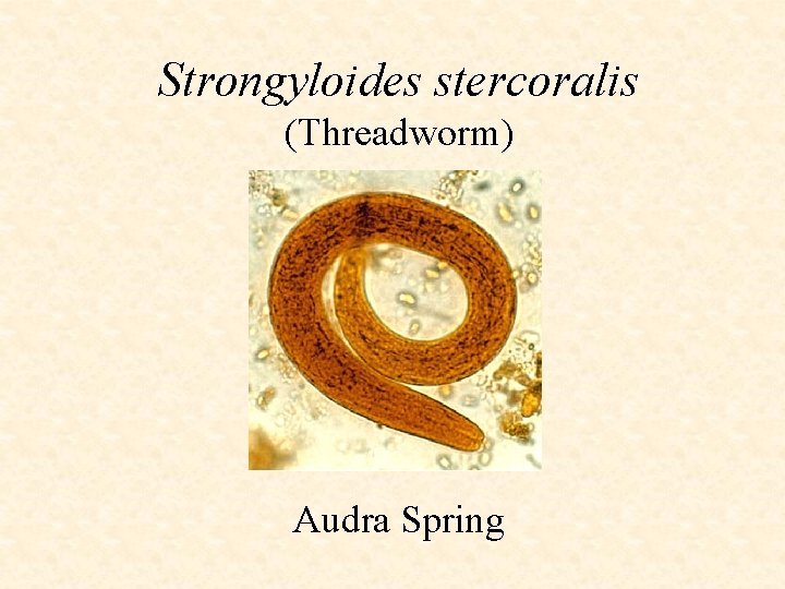 Strongyloides stercoralis Threadworm Audra Spring Morphology Its a