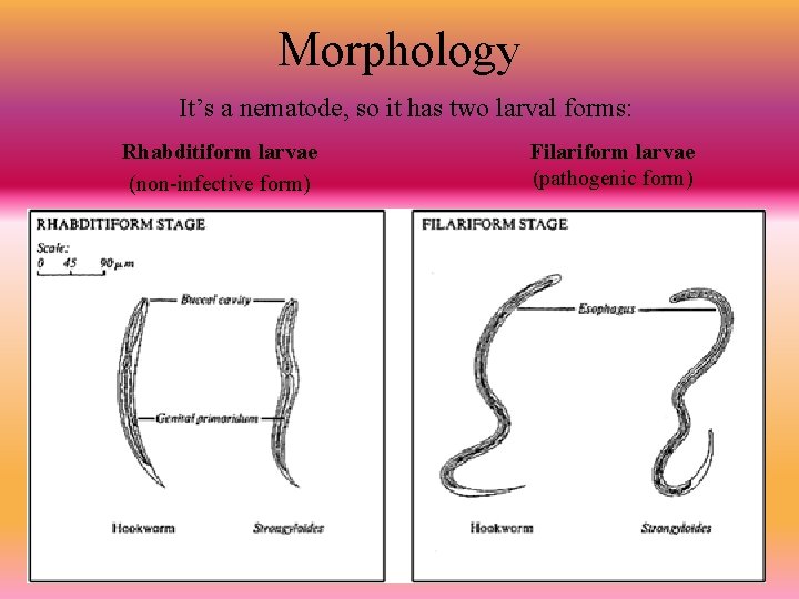 Strongyloides stercoralis Threadworm Audra Spring Morphology Its a