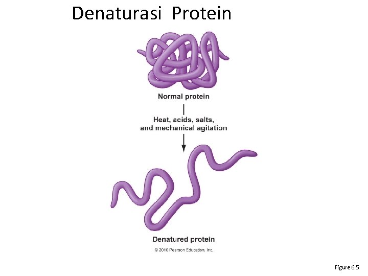 Pencernaan protein dr Syazili Mustofa Fakultas Kedokteran Universitas