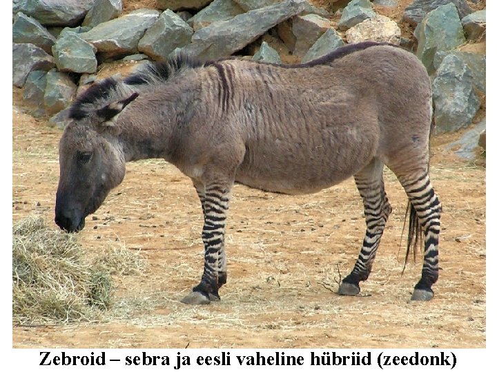 HBRIIDLOOMAD Koostas Kristel Mekask Hbriidid Liikidevahelised ...