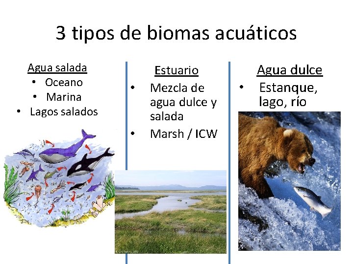 BIOMES BIOMES Bioma Una comunidad biolgica importante que