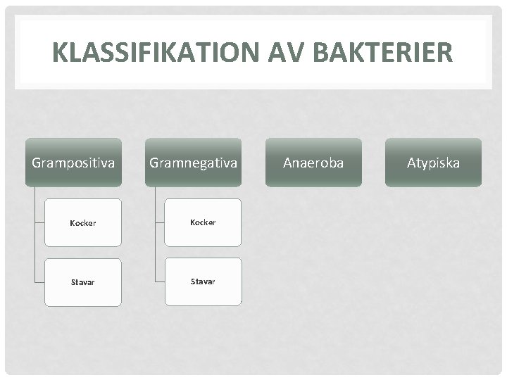 MIKROBIOLOGI BAKTERIER ANTIBIOTIKA CAROLINE RNNBERG STLKARE KLINISK ...