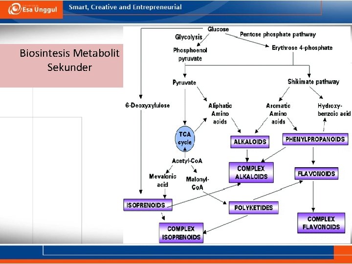 METABOLIT PRIMER DAN SEKUNDER PERTEMUAN 8 PUTU GMW