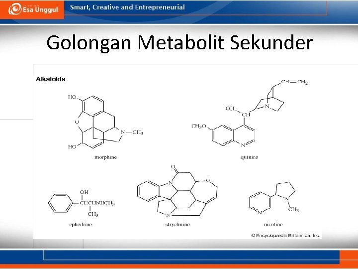 METABOLIT PRIMER DAN SEKUNDER PERTEMUAN 8 PUTU GMW