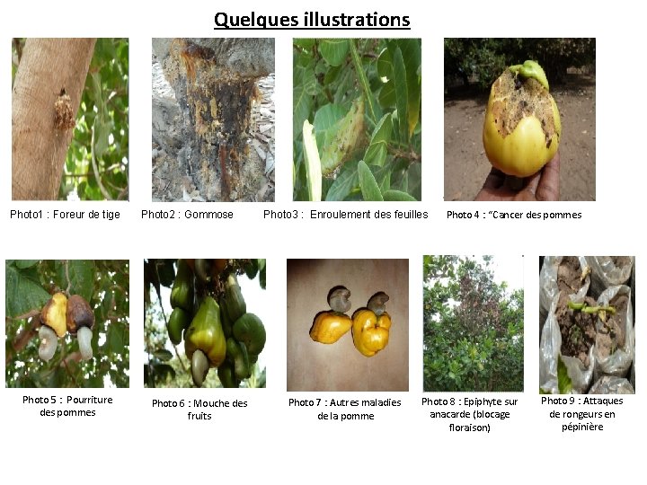 LA LUTTE CONTRE LES RAVAGEURS ET LES MALADIES