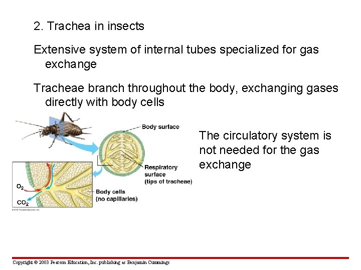 2019 Biology 2 Chapter 22 Gas Exchange Copyright