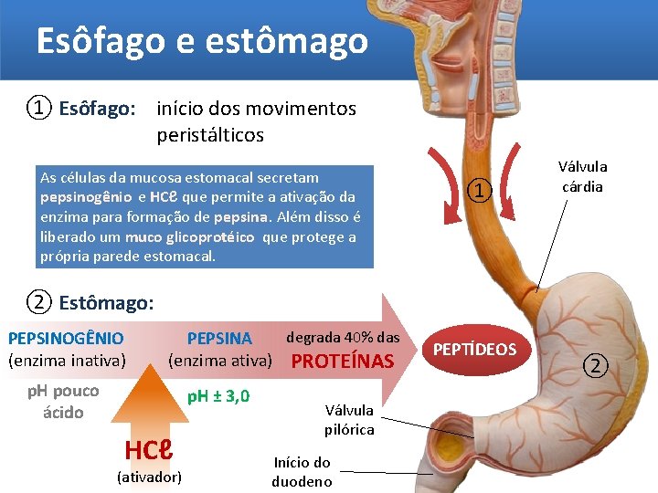 Anatomia e Fisiologia Humana 1 Sistema Digestrio http