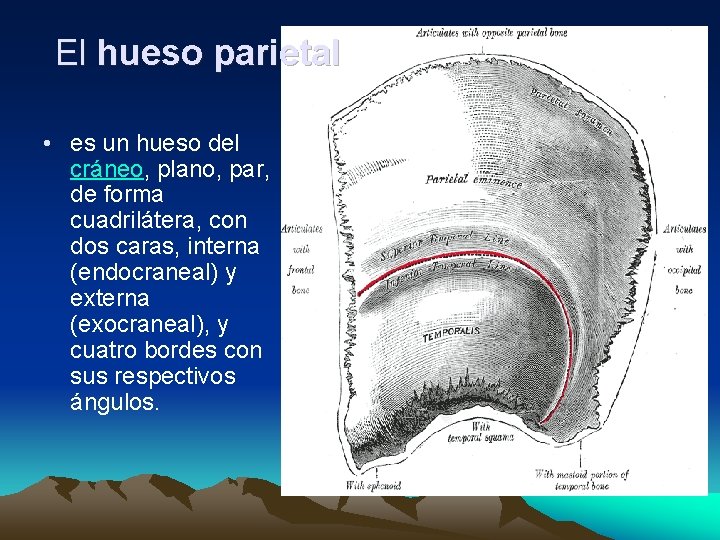 ESQUELETO AXIAL ESQUELETO APENDICULAR El hueso parietal es