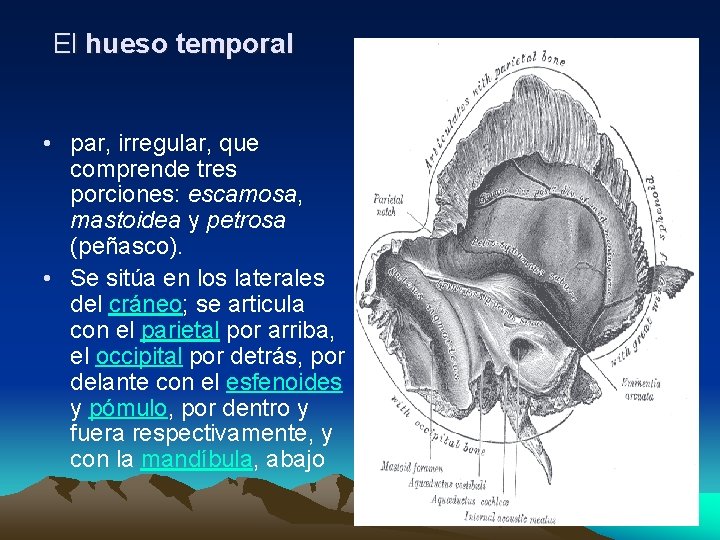 ESQUELETO AXIAL ESQUELETO APENDICULAR El hueso parietal es
