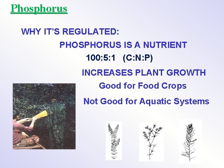 The Basics of Phosphorus Removal Prepared by Michigan