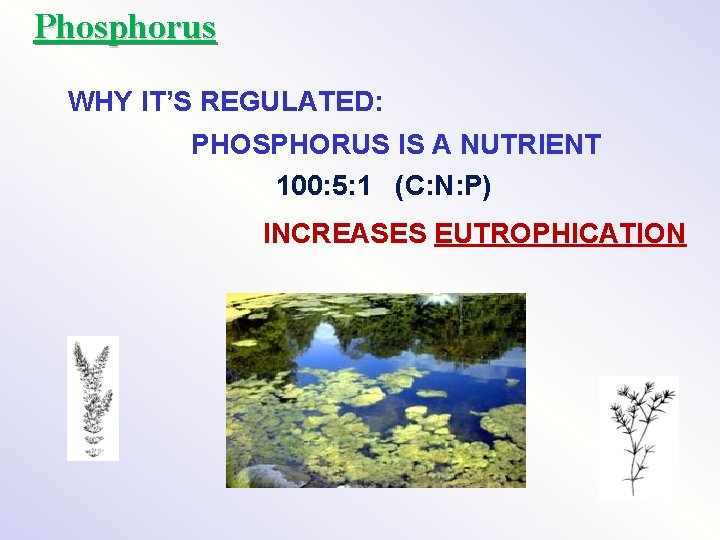 The Basics of Phosphorus Removal Prepared by Michigan