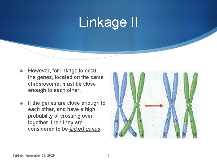 Gene Mapping Linked Unlinked Genes Packet 40 Chapter