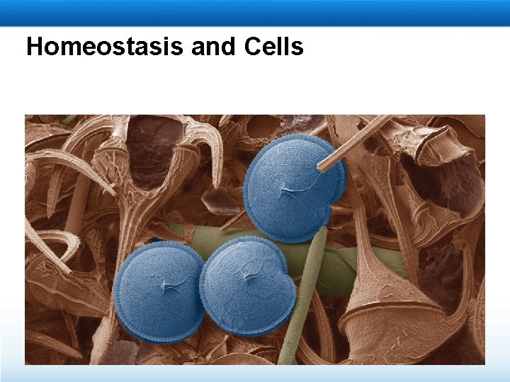 Homeostasis and Cells Learning Objectives Explain how singlecelled