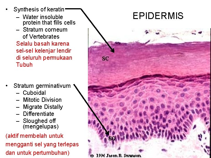 Sistem Integumen kulit penutup tubuh kulit sisik lendir
