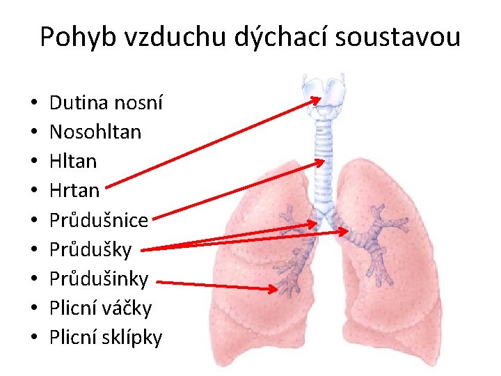 Dchac soustava Zajiuje dj kter nazvme dchn Dchn