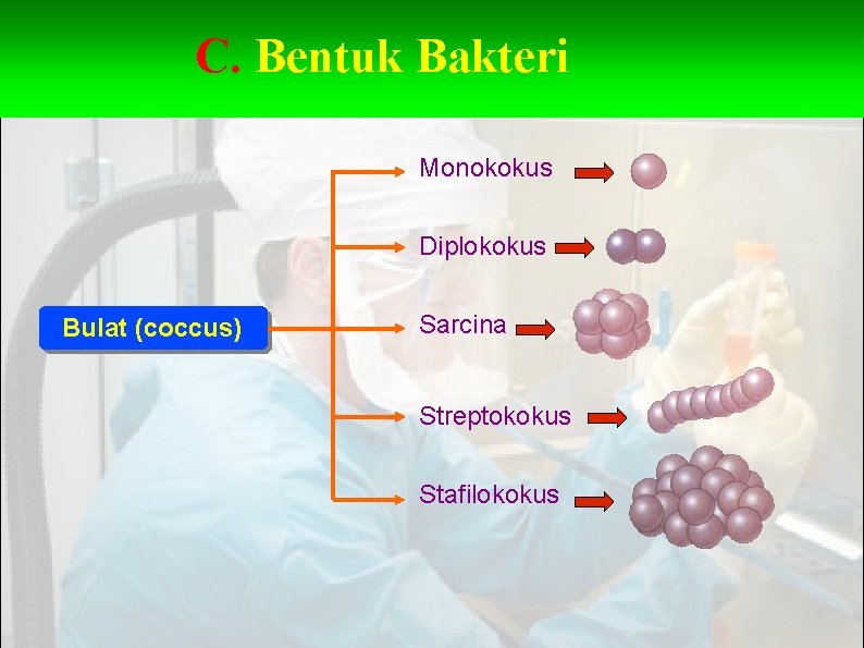 Unit 4 Monera Moneres Bacillus thuringiensis Tunggal Bakteri