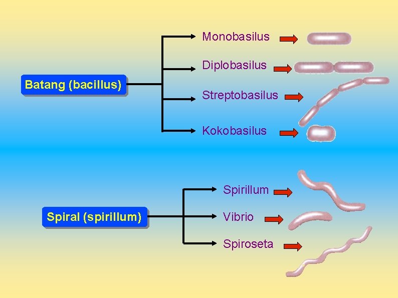 Unit 4 Monera Moneres Bacillus thuringiensis Tunggal Bakteri