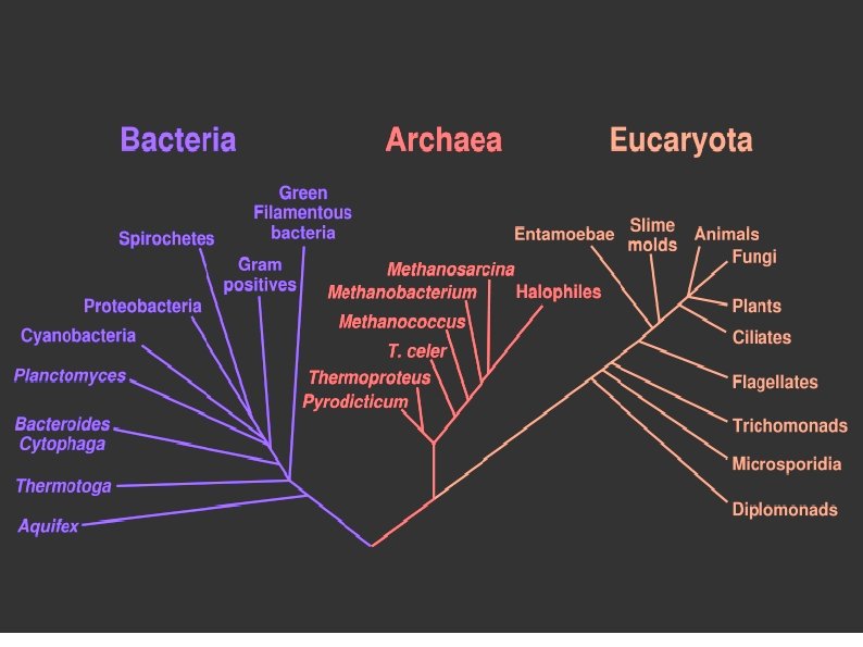 Unit 4 Monera Moneres Bacillus thuringiensis Tunggal Bakteri