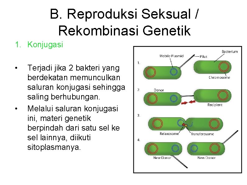 Unit 4 Monera Moneres Bacillus thuringiensis Tunggal Bakteri