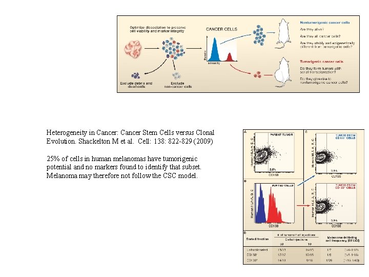 Robert A Weinberg The Biology of Cancer First