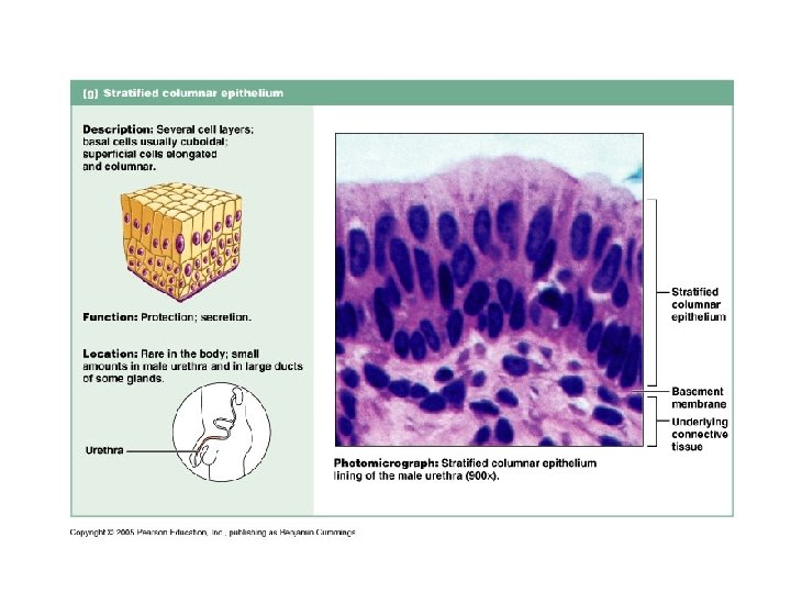 Chapter 4 Tissues Anatomy 32 A tissue is