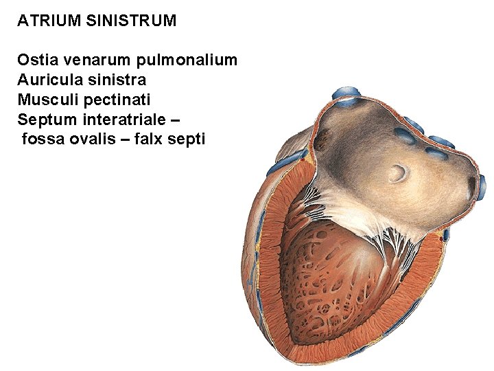HEART COR Atrium Ventriculus Septum interatriale Septum interventriculare