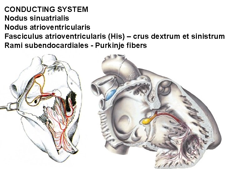HEART COR Atrium Ventriculus Septum interatriale Septum interventriculare