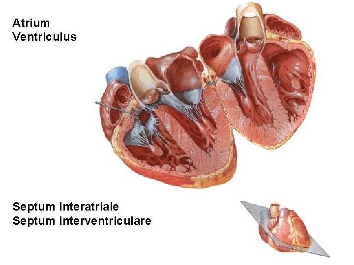 HEART COR Atrium Ventriculus Septum interatriale Septum interventriculare