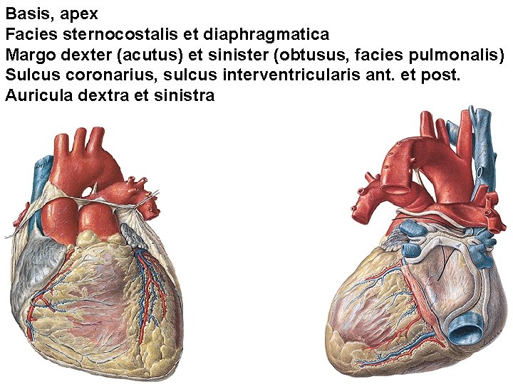 HEART COR Atrium Ventriculus Septum interatriale Septum interventriculare