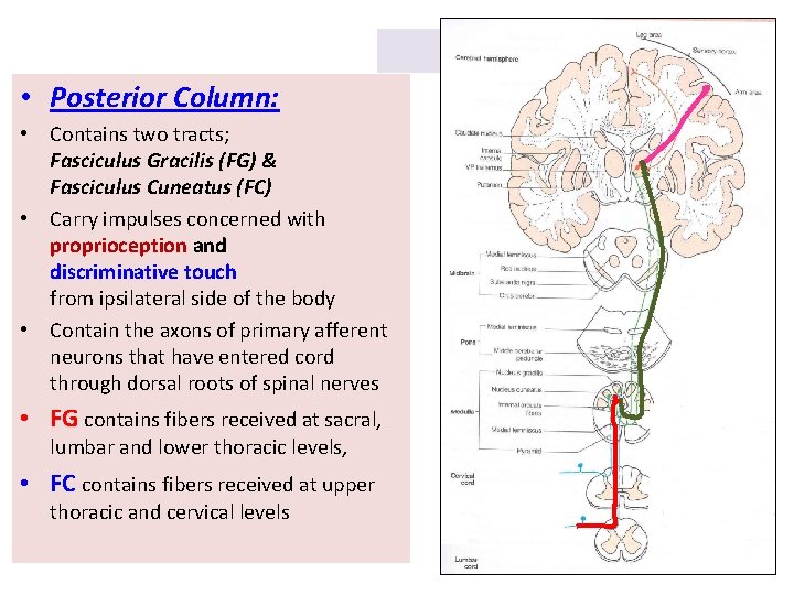 SENSORY ASCENDING SPINAL TRACTS Dr Jamila ElMedany OBJECTIVES