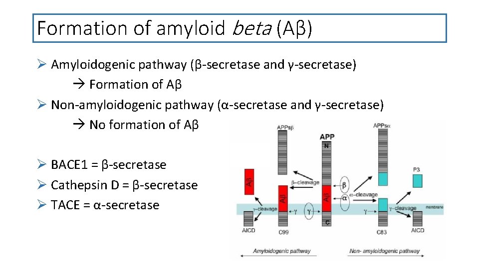 The BALTAZAR project detection and quantification of amyloid