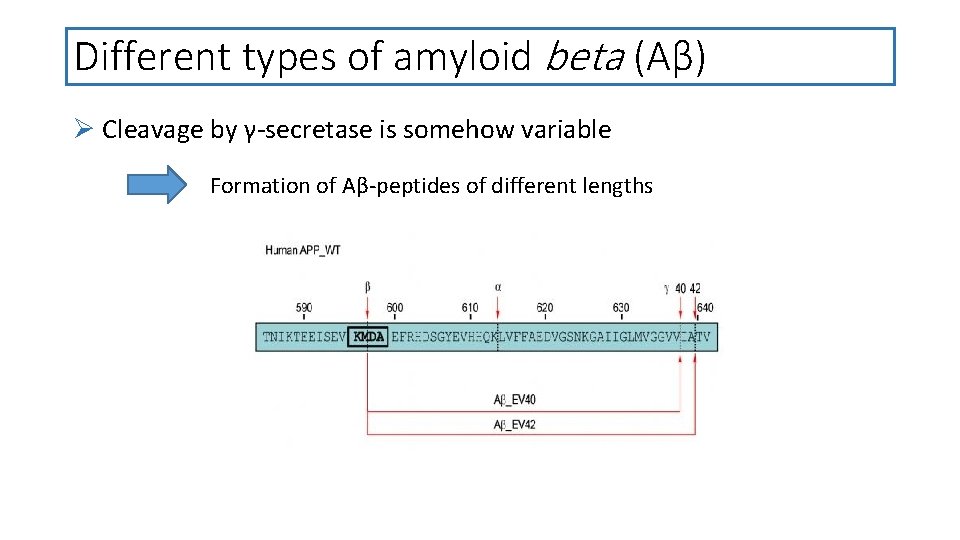 The BALTAZAR project detection and quantification of amyloid
