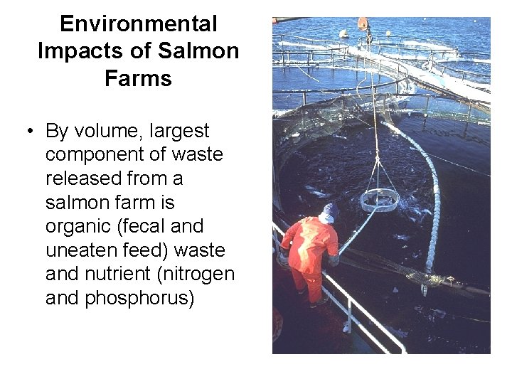 Environmental Impacts of Salmon Farms Lessons from New