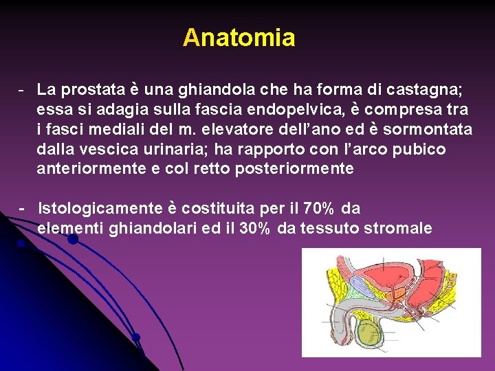 La patologia prostatica Ipertrofia Prostatica Benigna IPB Il
