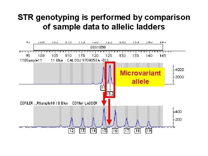 Training on STR Typing Using Commercial Kits and