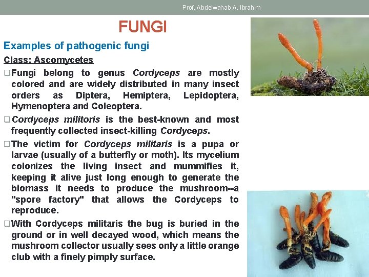 Insect Pathology Prof Abdelwahab A Ibrahim Entomology Department